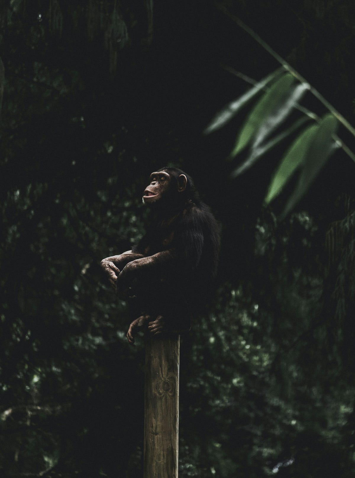 1513: Inspirational Jane Goodall Quotes | by Scott Douglas Jacobsen ...