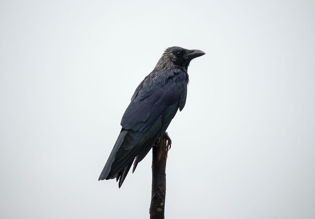 #Day 7 - Monk Helps Depressed Crow - A Zen Story | by The Scribbler ...