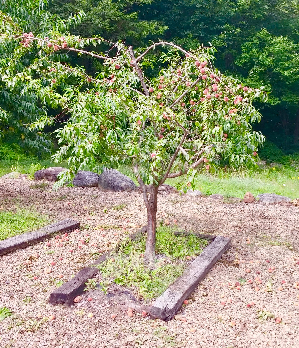 Summer’s End. A haiku | by Amy Reynolds | Medium