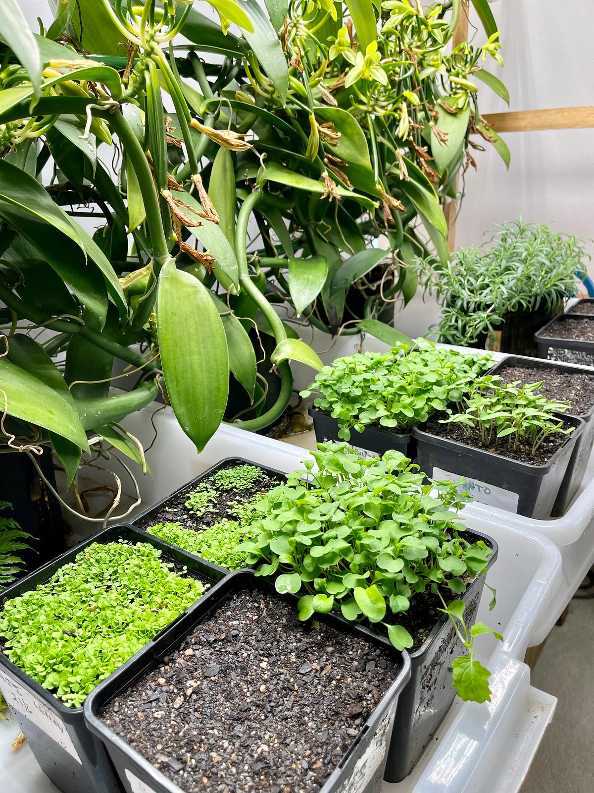 Gardening Blessings.. Garden is a blessing, sharing plants… | by Dr ...