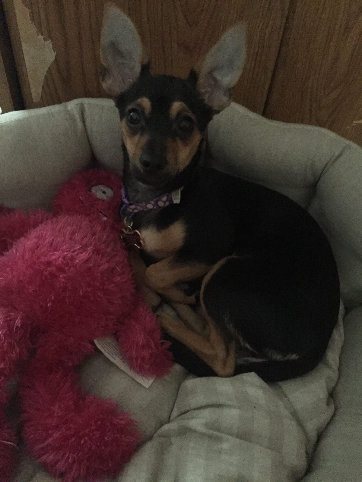 The Adventures of Princess: A Chiweenie’s Tale of Love, Laughter, and Little Legs | by Krista ...