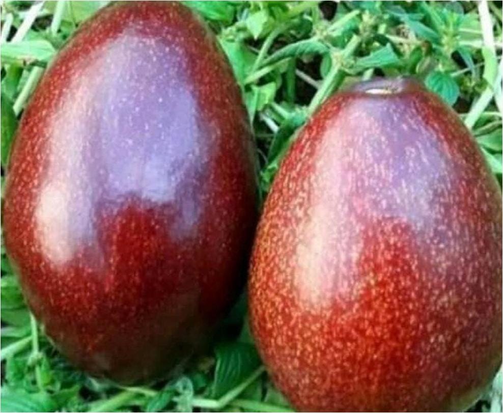 Bibit Alpukat Red Vietnam Merah Batang Besar Rimbun Madiun Terlengkap ...