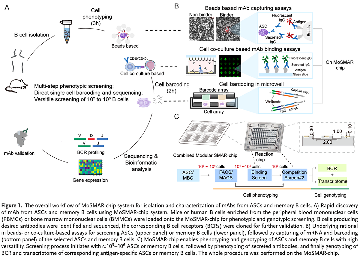 A High-Throughput Platform for Single-Cell Antibody Discovery: Inside ...
