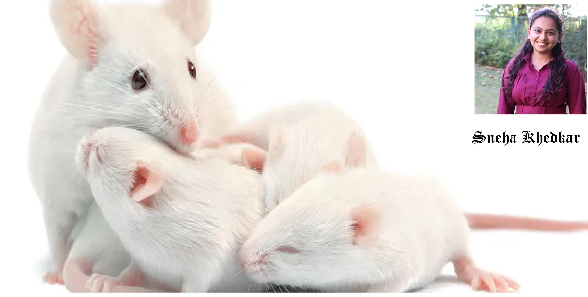 In a First, Mouse Pups with Two Dads Live to Adulthood | by Sadan Nair ...