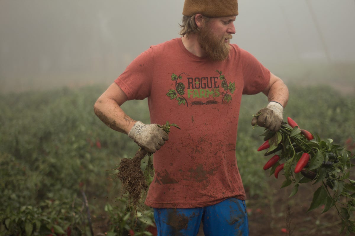 How We Grow Spicy Beer at Rogue Farms | by Rogue Ales & Spirits | Rogue ...