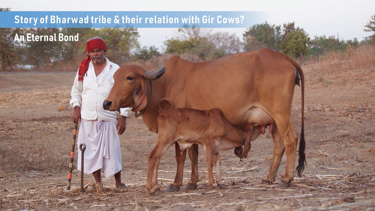 The Bharwad tribe and their relationship with Gir Cows | by Digital Trunk | Medium