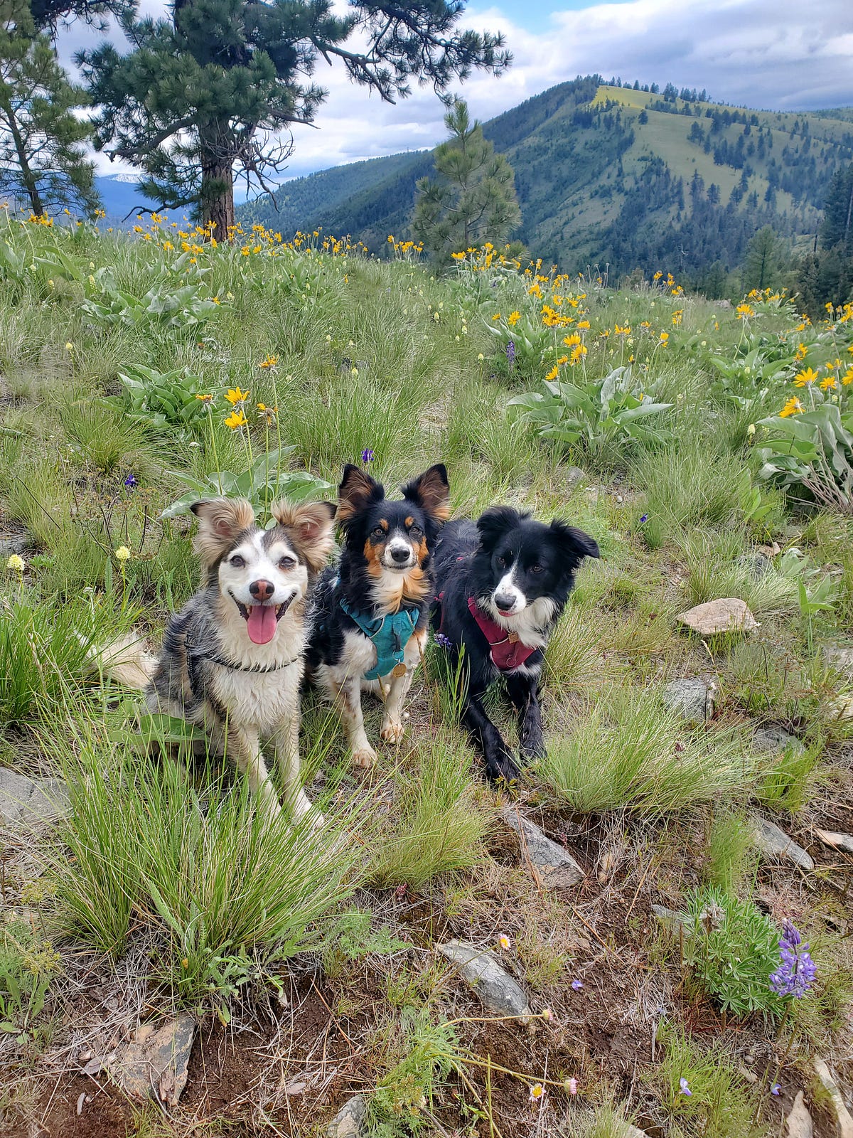 Hiking With Dogs: Trail Etiquette | by Maggie Theisen | Medium