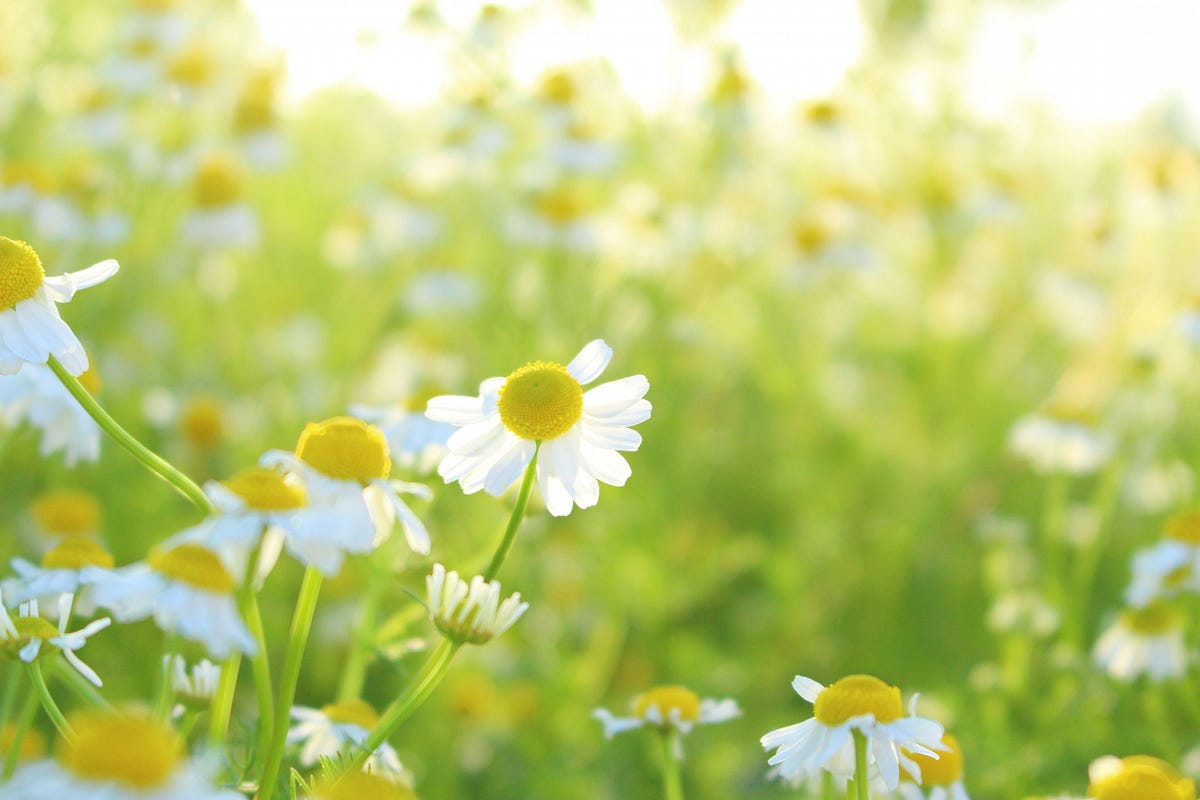 A Look Back on the 1st week of June in 2022 (5/30–6/5) | by Mika ...