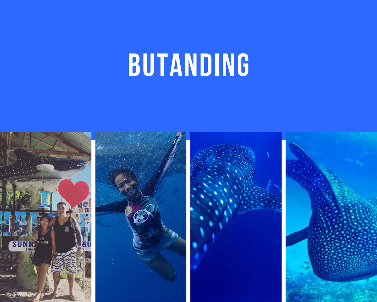 A Beginner’s Guide to Understanding Butanding Behavior | by AREE Travel ...