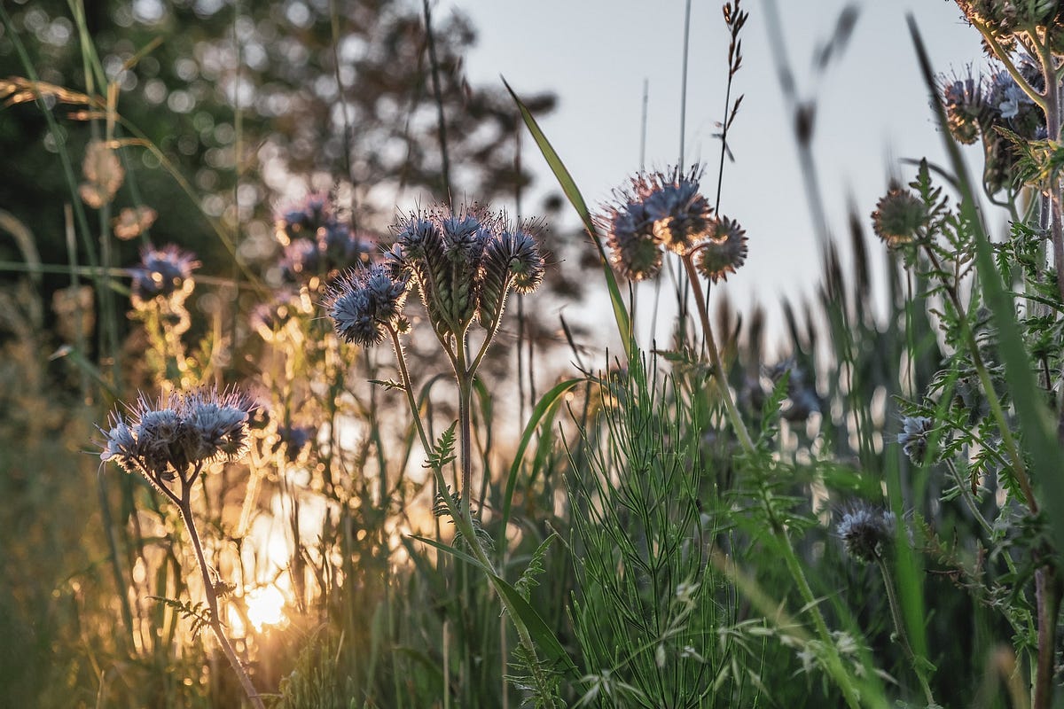 Child of the Soil. A poem. | by Virginia Roces | Resistance Poetry | Medium