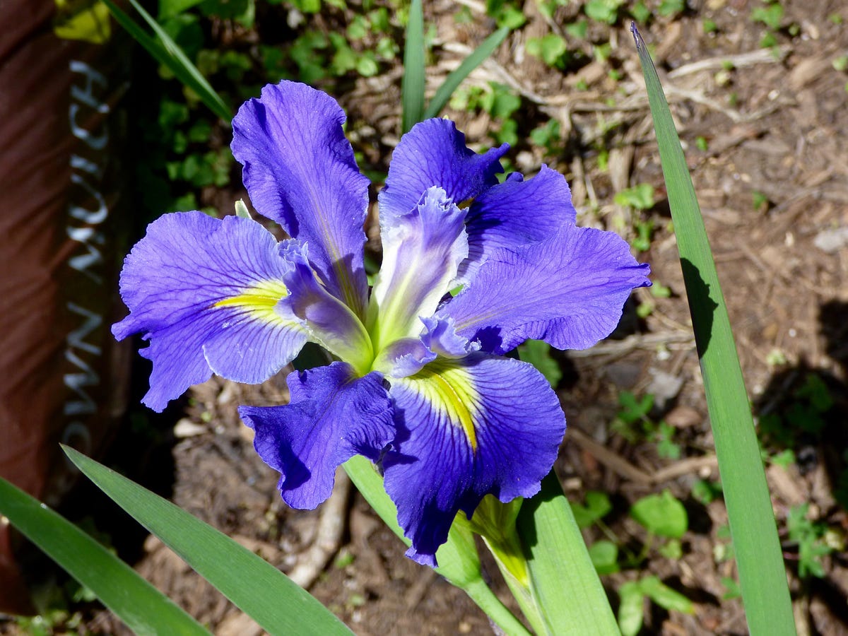How to Care for Japanese Iris. With their large, exotic blooms in… | by ...