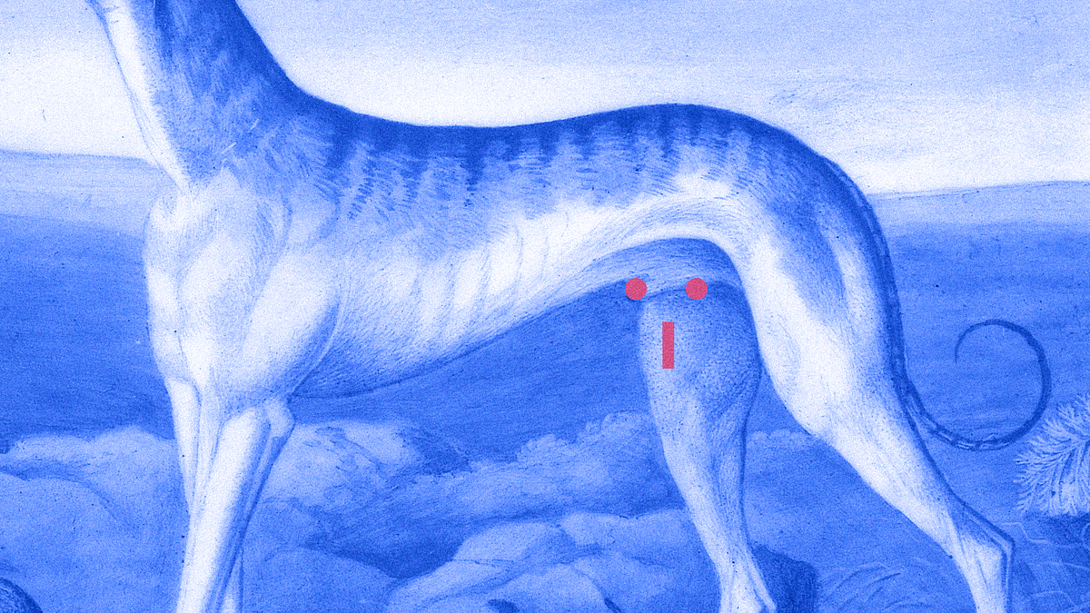 History of "The Dog's Bollocks" : An Exploration of British Slang | New ...
