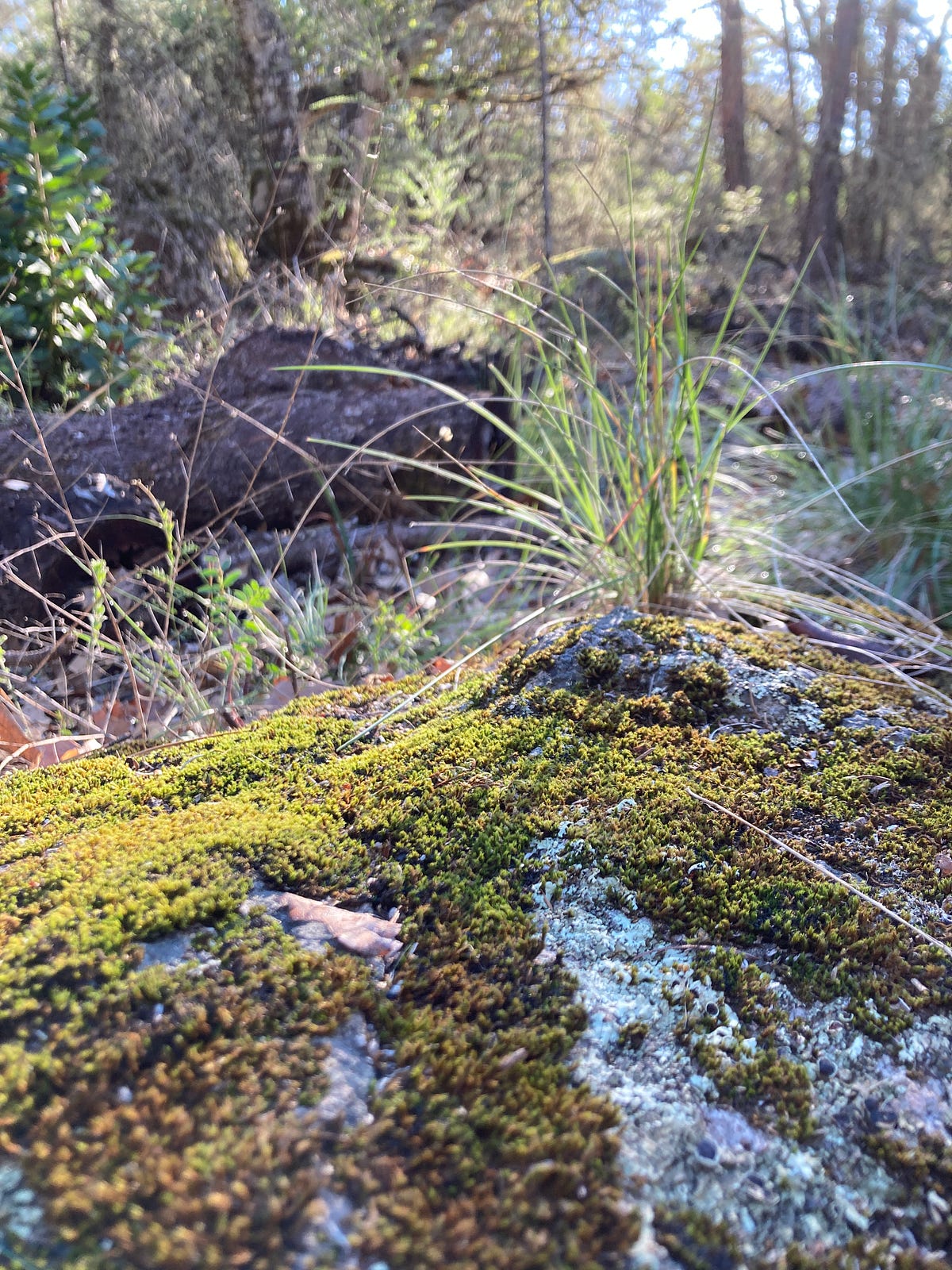 II. Imminent Emeralds in a Drying Wood | by Lainey S. Cronk | Medium
