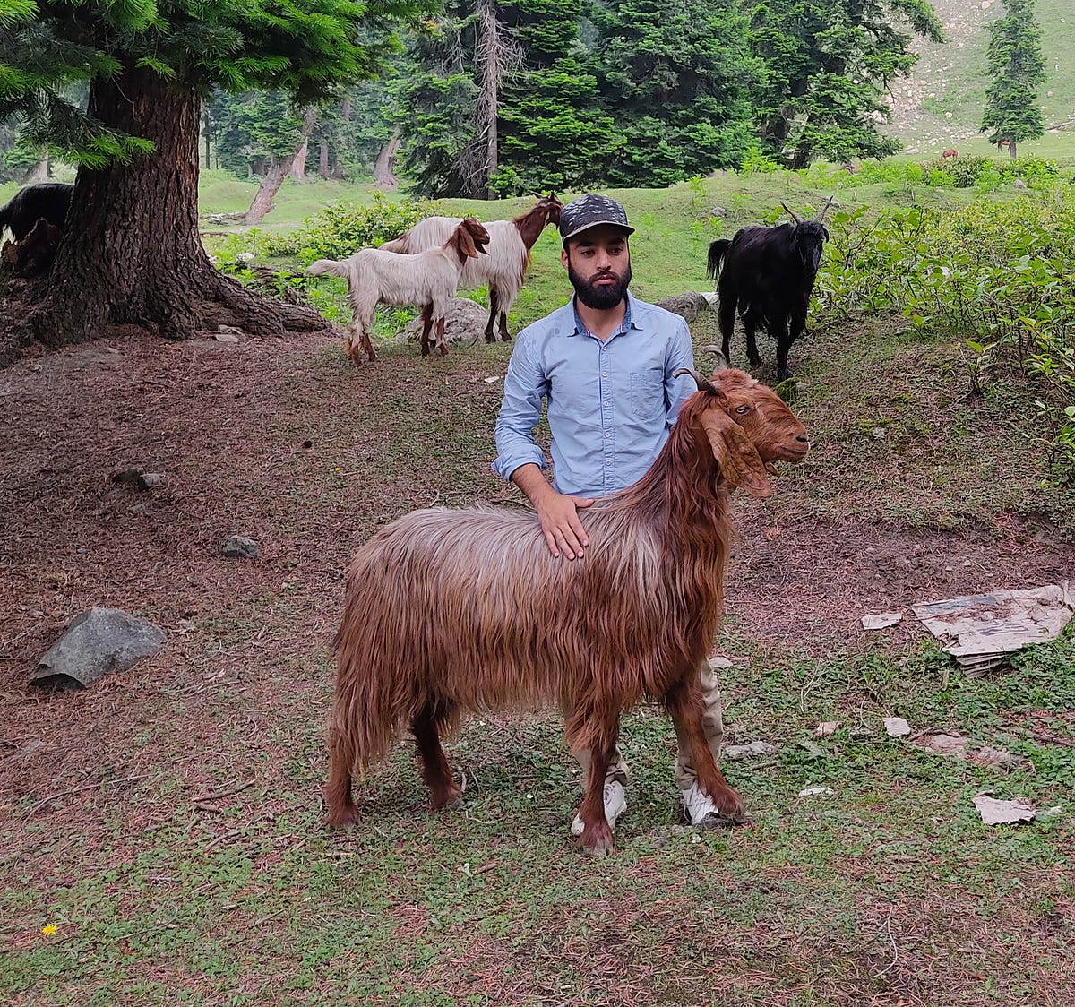 Bakarwal ; the stout robust mountain goat . | by Shahnawaz Khatana ...