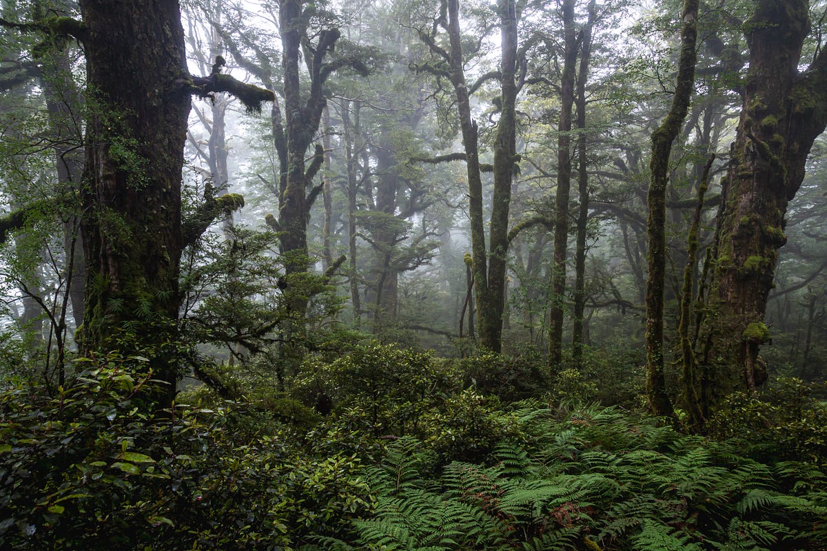 New Zealand’s lost Great Walk?. Te Pua-ā-Tāne Circuit, Whirinaki Te ...