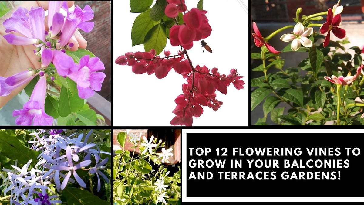 Top 12 Best Flowering Vines to Grow in Your Balconies and Terrace ...