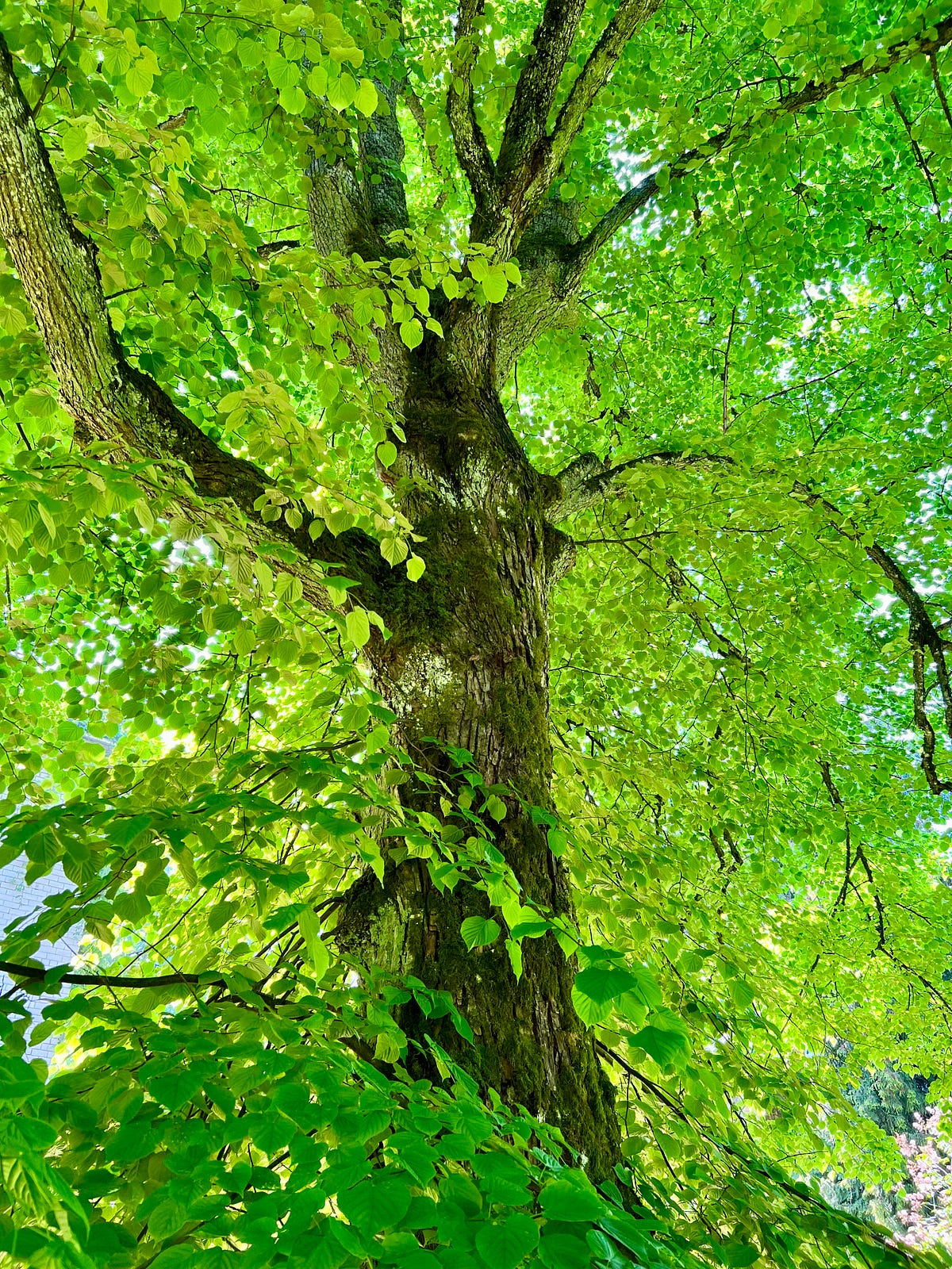 What Do Leaves Think About?. I wonder… | by Blake Alan | Nowisms | Medium