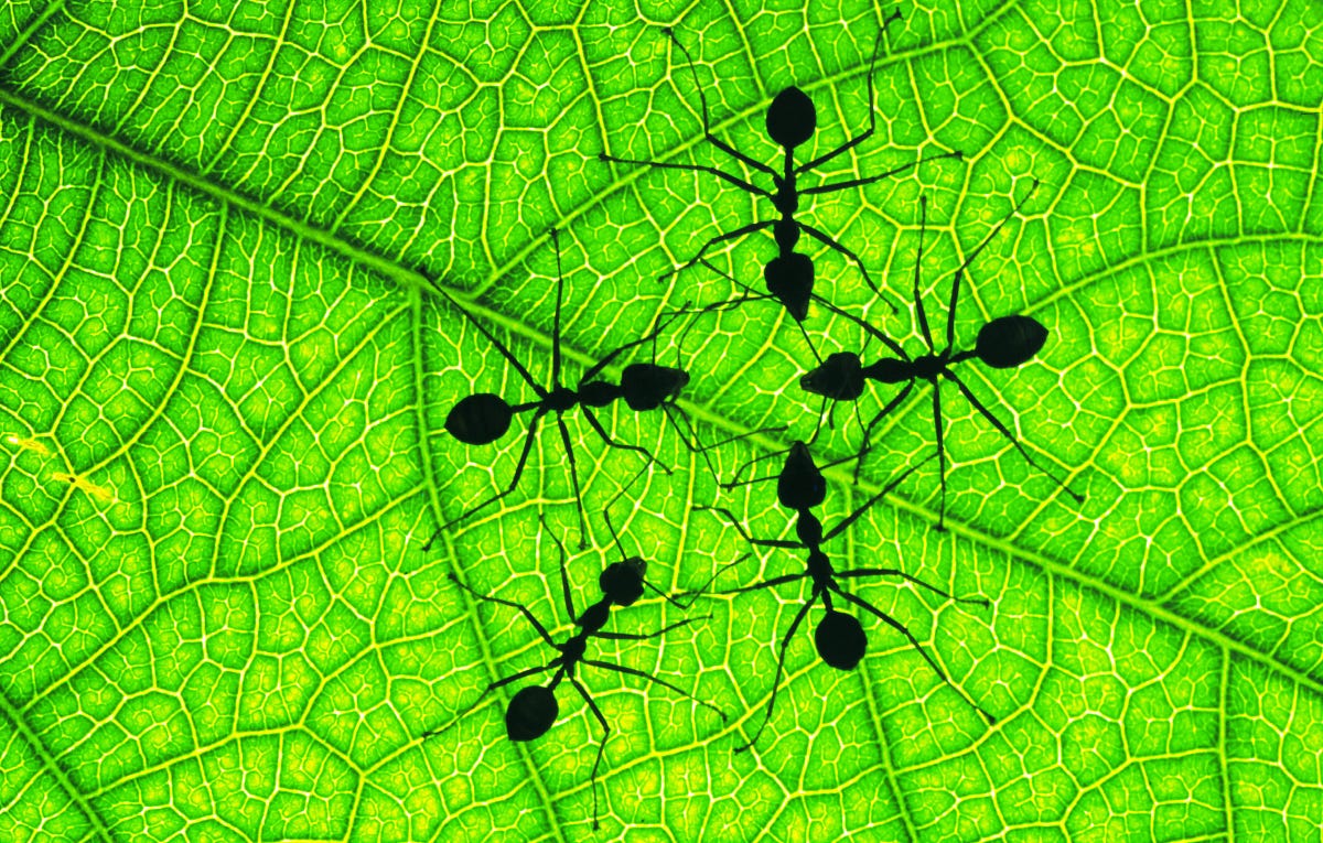 The cornerstone of life.. Connecting people with nature is… | by WWF ...