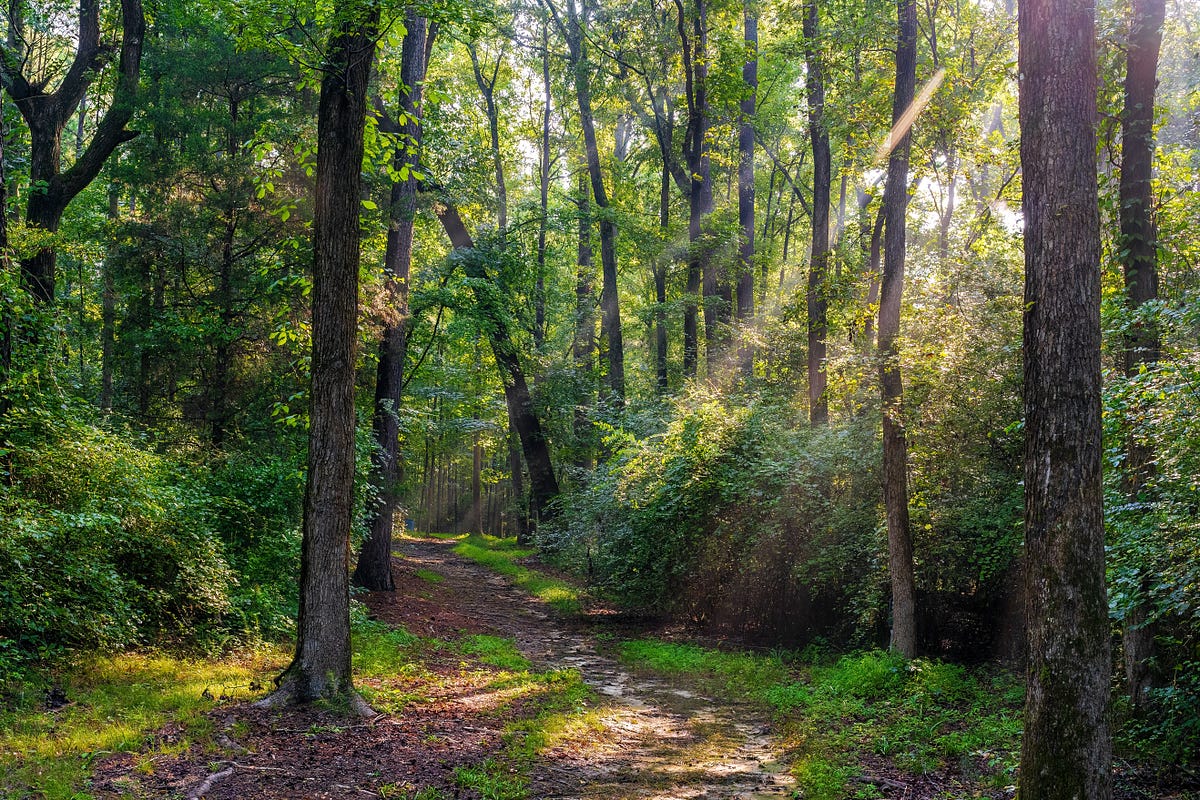 It is Time to Vote for the Trees. Trees will save us from the upcoming ...