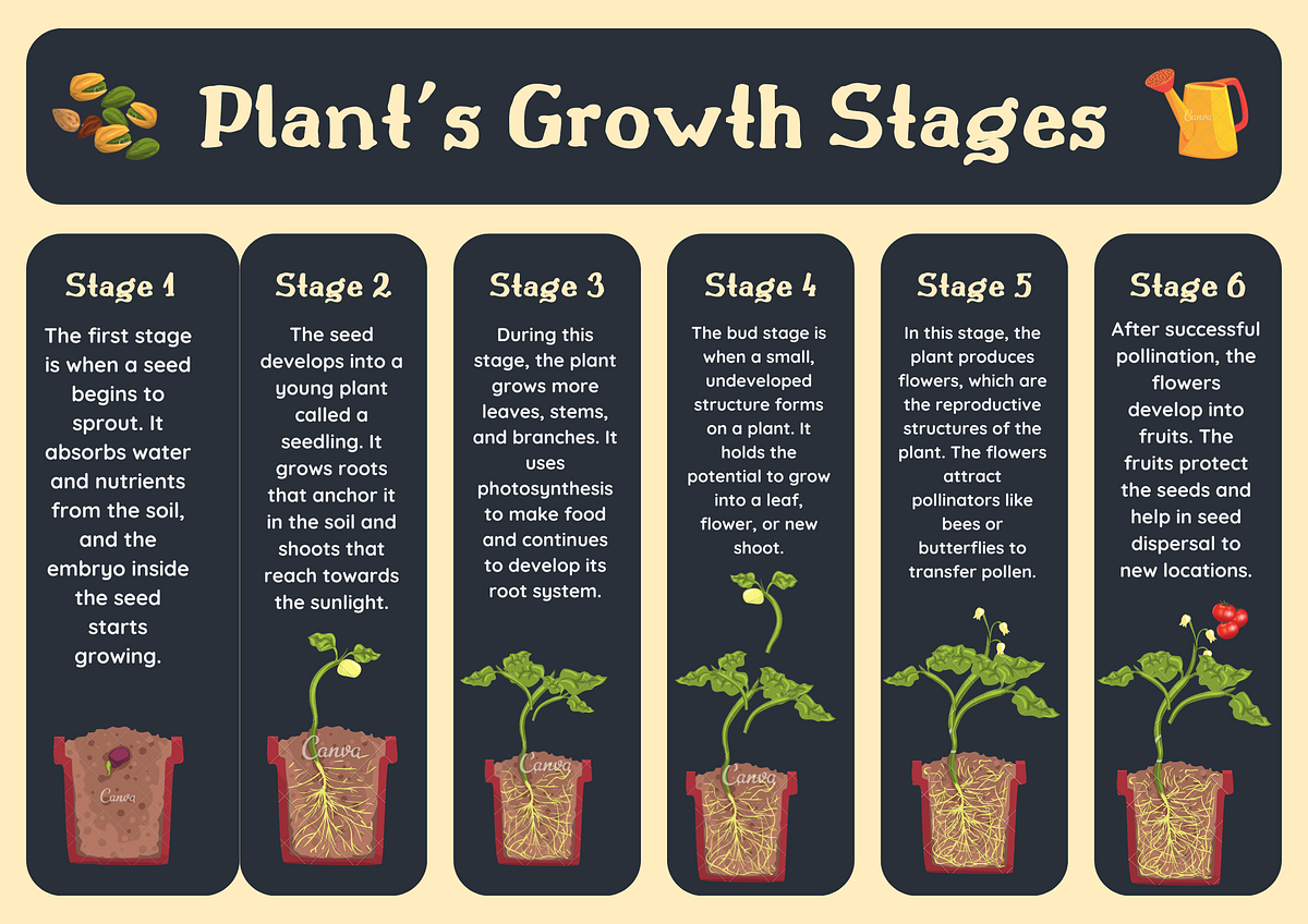 GROWTH 101. How should we measure growth? What are… | by Ikaika | Medium