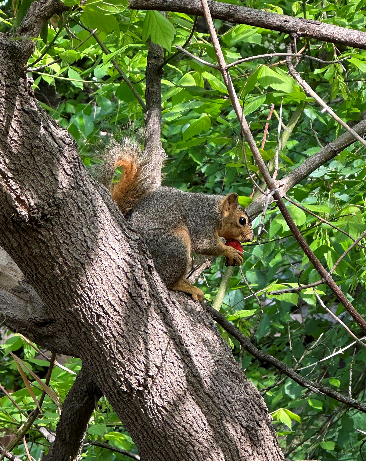 Strawberry Squirrel - Six Word Photo Story Challenge - Medium