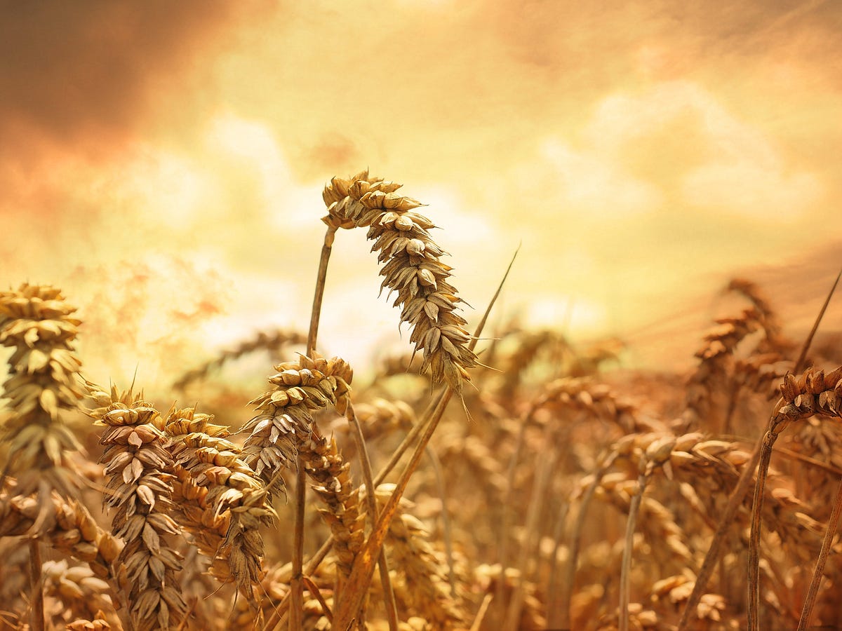 Sabbath. Fallow field turned; broken, bruised… | by Darryl Willis ...