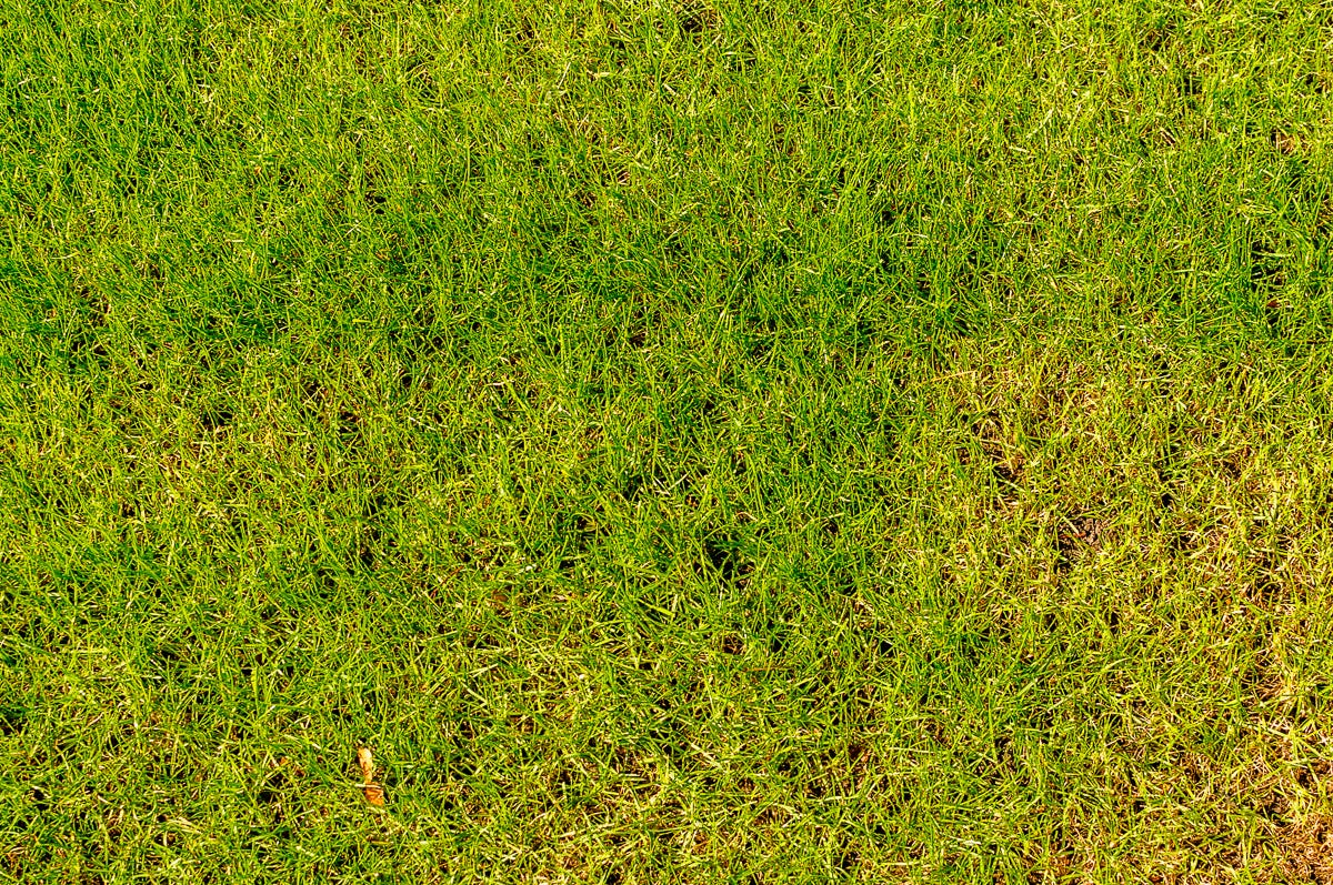 #35: English Grass. May I present: English Grass! | by Carlo Müller ...