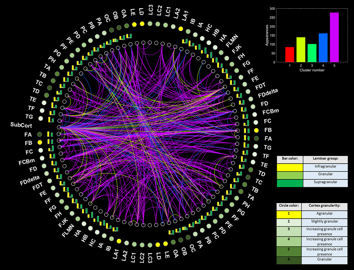 Data visualization for structural neuroimaging | by Ittai Shamir | Medium