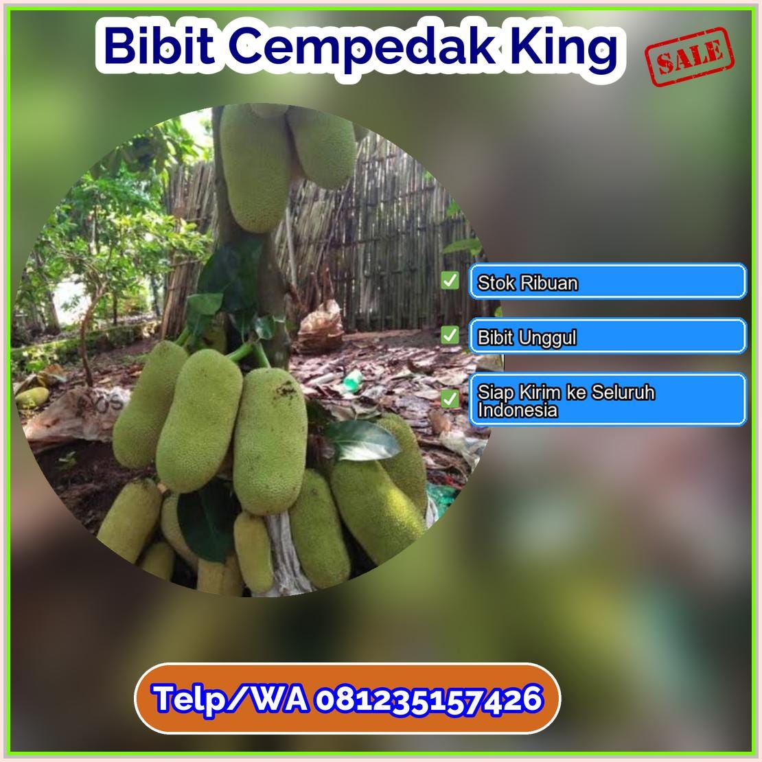 Grosir Bibit Cempedak King Bombana | by yuni kamboja | Medium