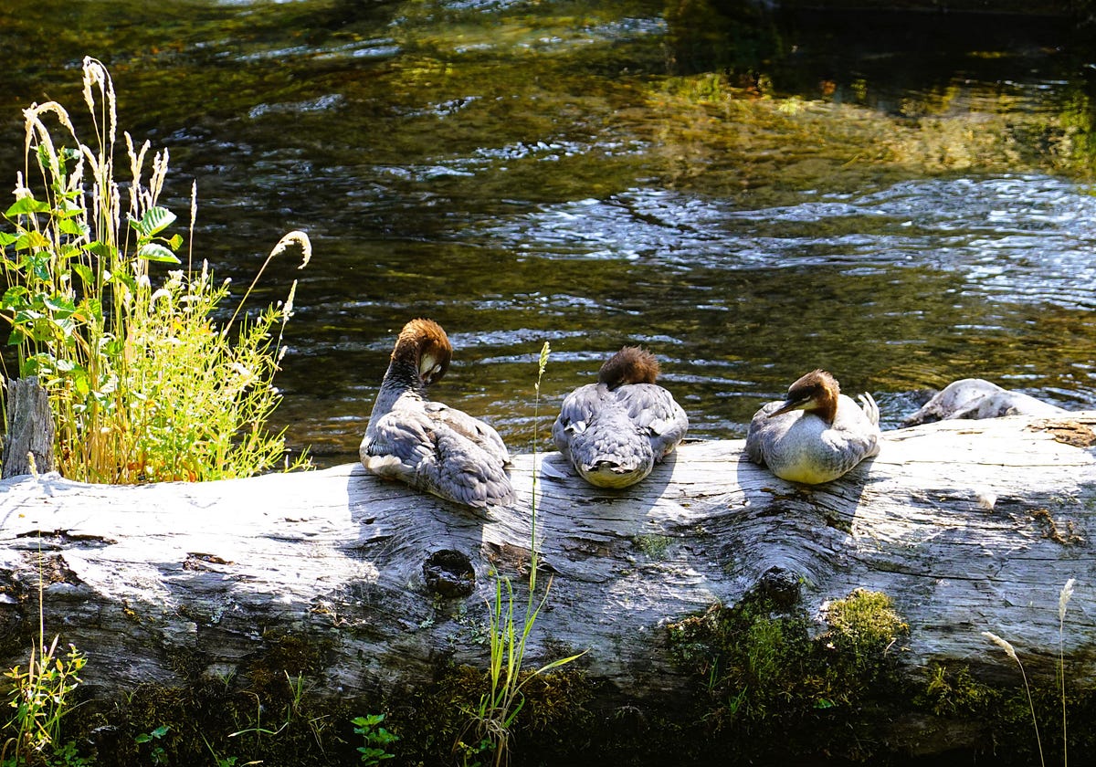 3 Exercises to Practice the Intentional Pause for Tech Program Managers ...