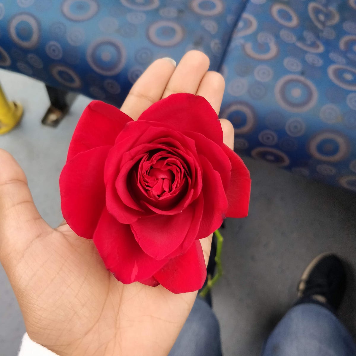 Dear Red Rose. You remind me more of gratitude than… | by Vidya Kasarla ...