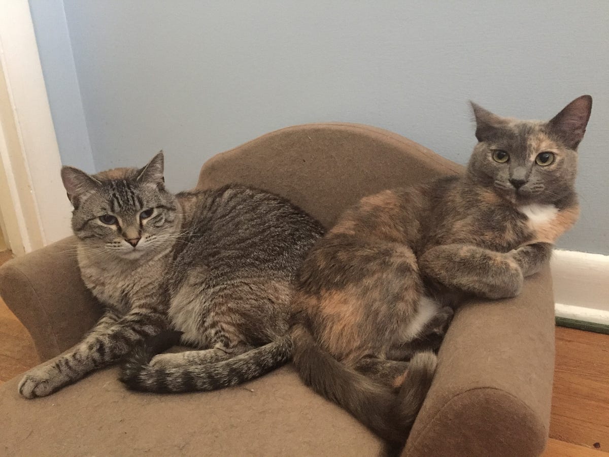 Yes I Am My Cats’ Mom. And smug parents can’t tell me… | by Jen Clarke ...
