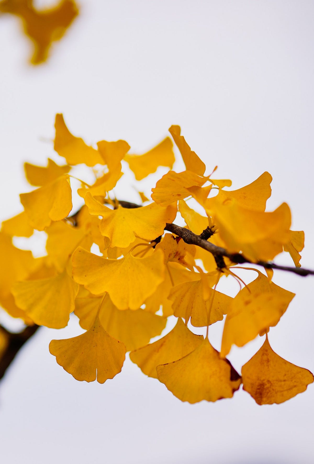 The Ginkgo Trees Were Beautiful But they Made My Life Hell | by ...