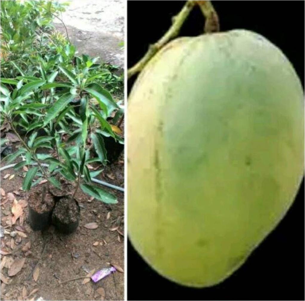 Bibit Mangga Indramayu Dermayu Cirebon | by Pusat Bibit | Medium