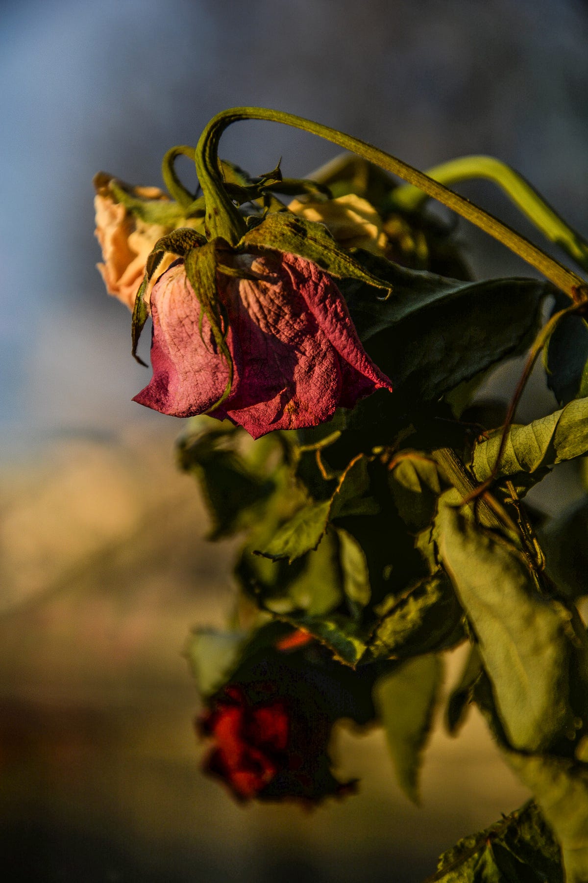 Tengo una Flor Marchita.. Poema XII | by J. C. Mefistófeles | Medium