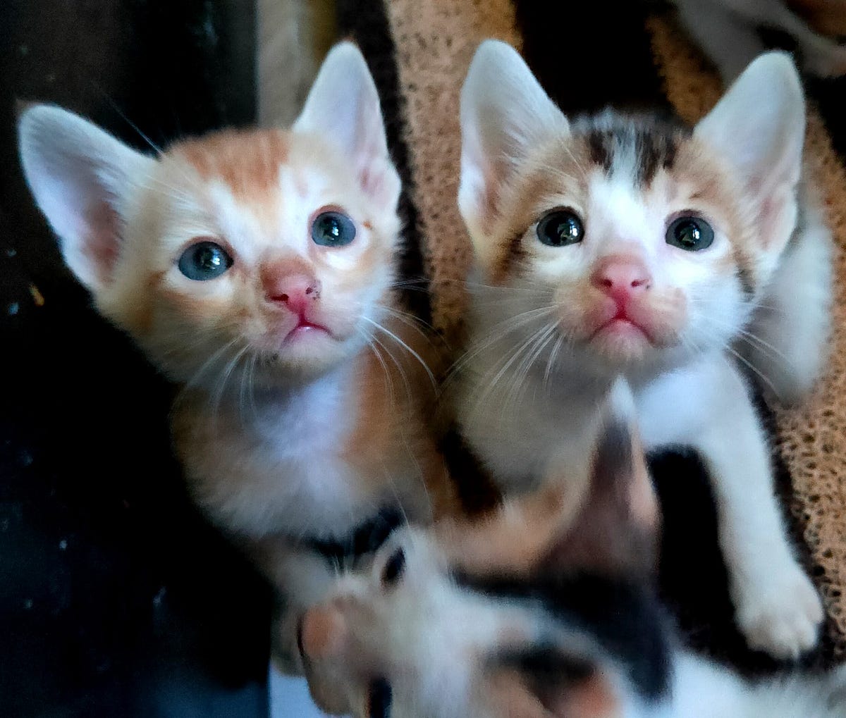 MY GATTO. Do they even like the names I call them… | by Irvette | Medium