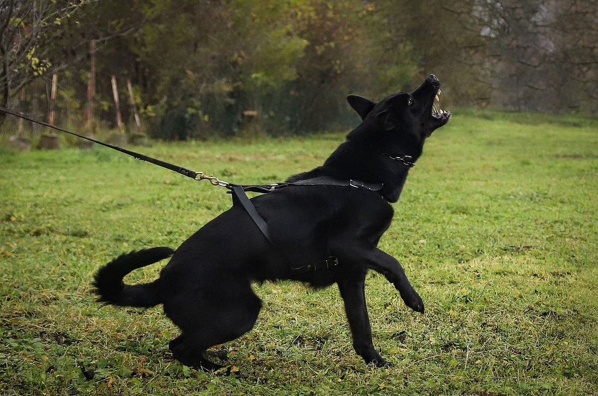 Green dogs from Europe | Medium