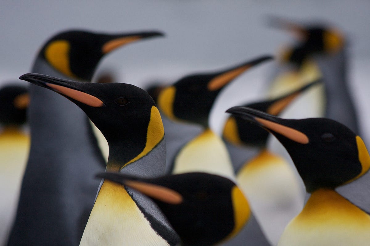Unveiling “Penguin Pioneers: The Birth of a Vision” — A Personal ...
