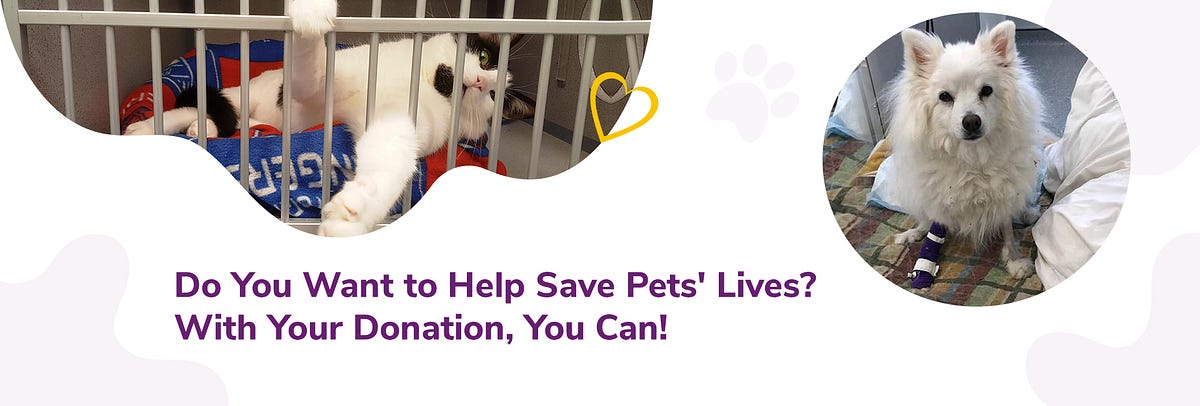 Help Animals Live AHealthy Life — Donate Relevant Things To Help ...