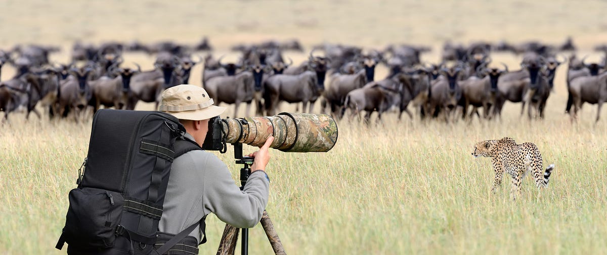 Top Cameras For Shooting Wildlife | by Gustavo Oliver | Medium