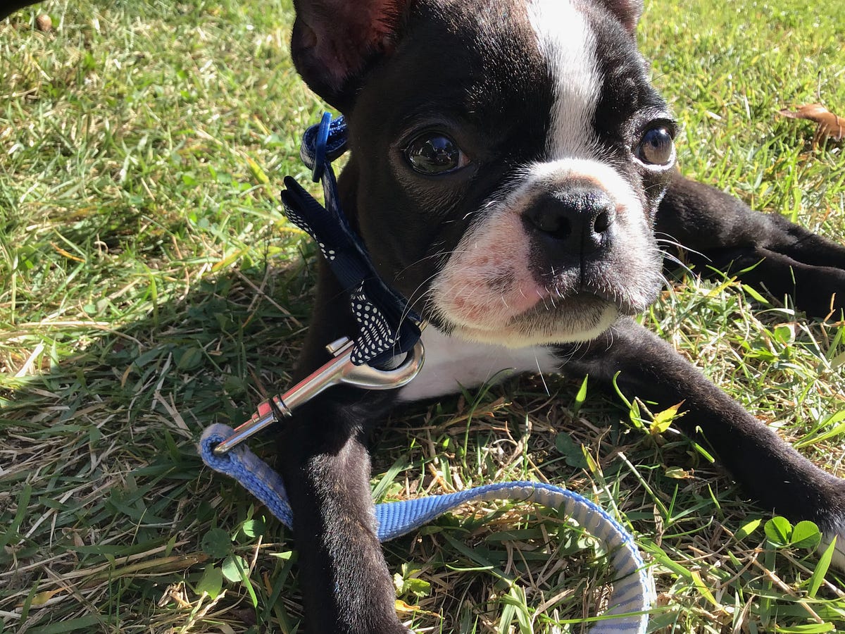 The Dog Ate My Medium Stats. Adventures in Writing and Puppydom | by ...