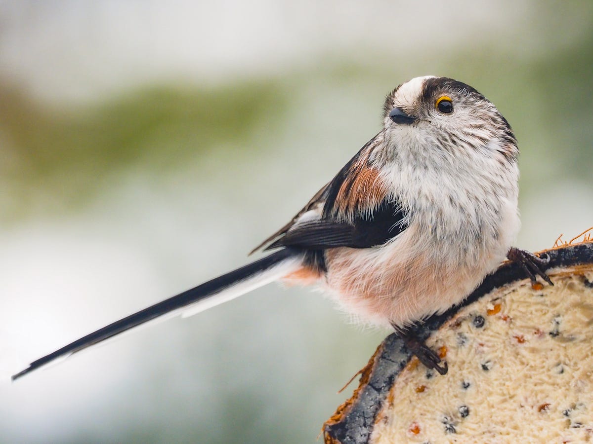 Long-tailed Tits (Photos &Facts). Aegithalos caudatus Charming little… | by Janice Gill | Full ...