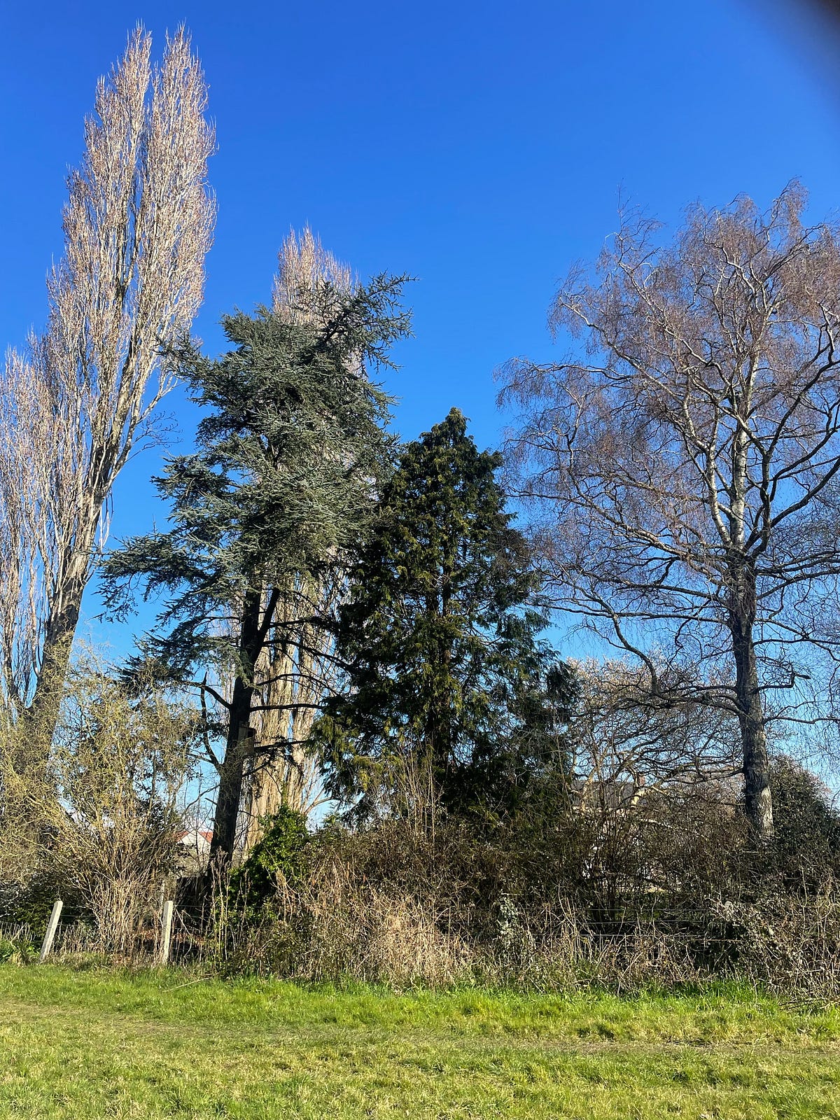 Those Trees I Loved: Kill & Call it Progress | by Hermione Wilds Writes ...