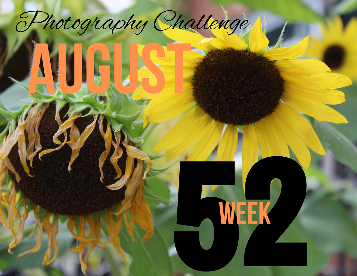 Move It — Or Not!. My photographs for the August Challenge | by Barb ...
