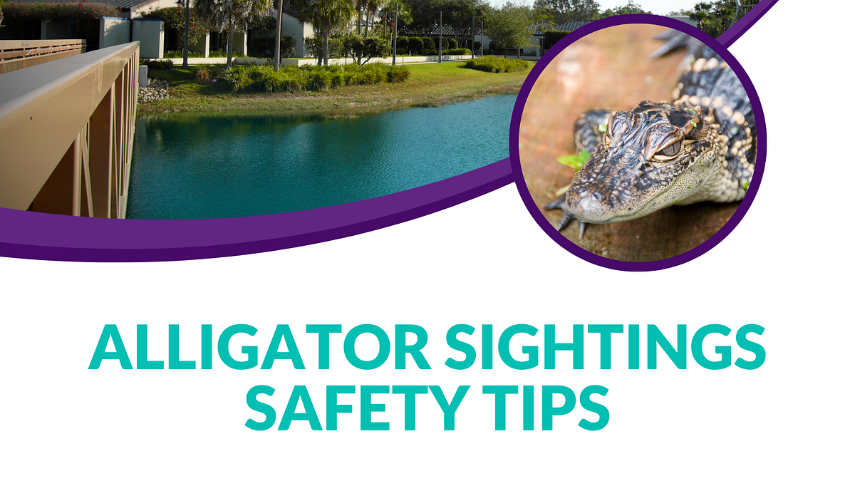 Concerned About an Alligator? Alligator sightings safety tips - Florida ...