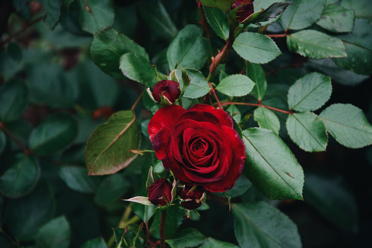 How to Build a CRUD Application with Ruby on Rails | by Blazed Publishing | Blazed Development ...