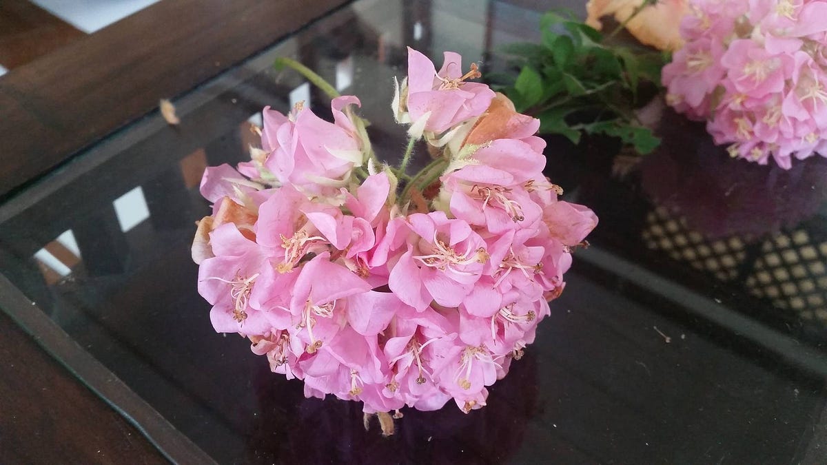 AESTHET IA #1 Art in Everyday. 2) Flowers are like people, they mature… | by Joshua Hendrick ...