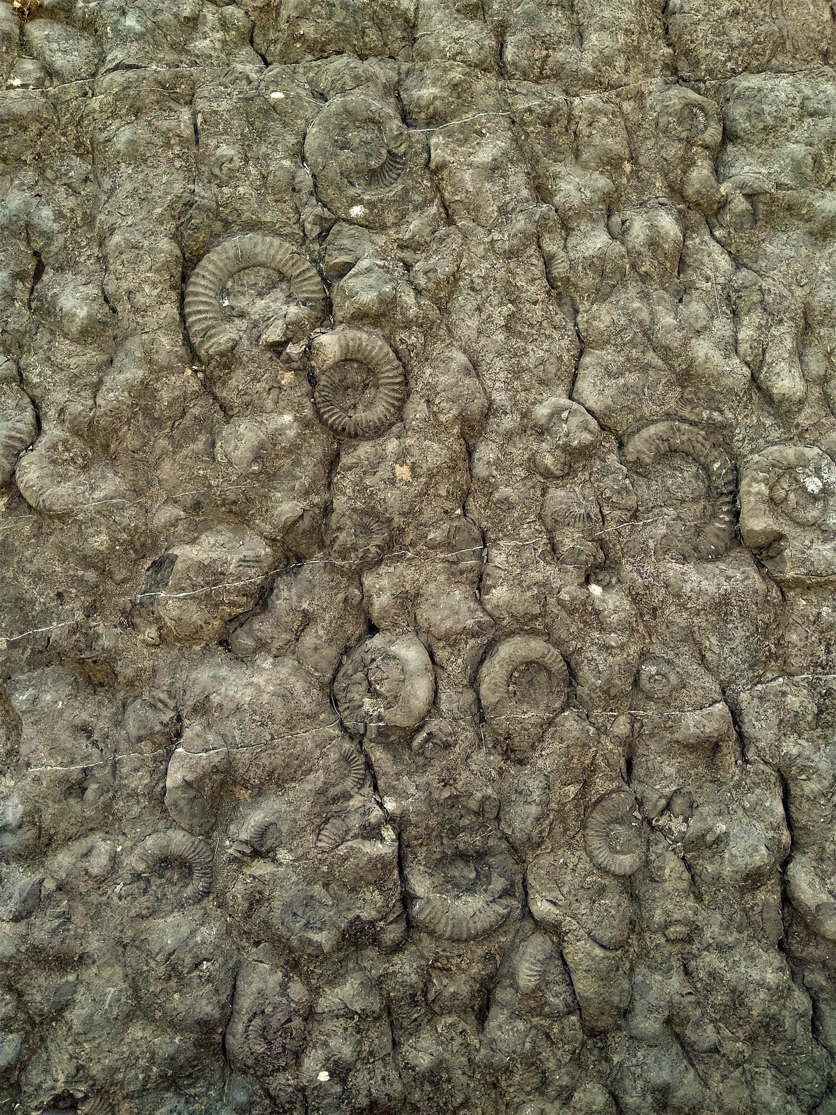 Fossil. Once, I smelled a room. | by Nicola POWYS | New Writers Welcome ...