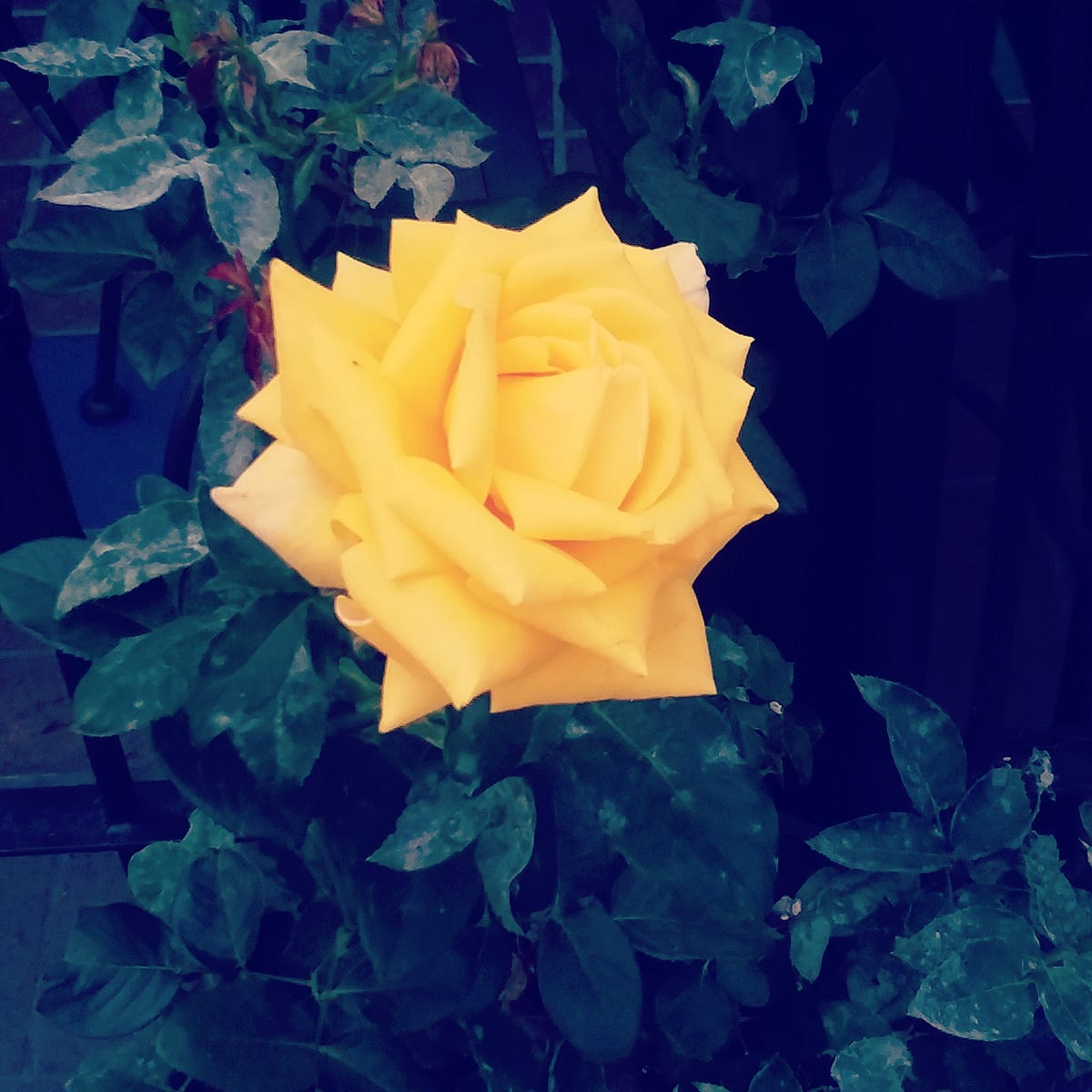 Open Heart — A Poem | by Taryn Tyler | Medium