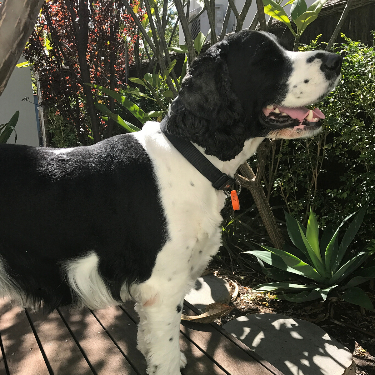 Drip 22: Adapt Like a Dog. What can dogs teach us about change? | by ...